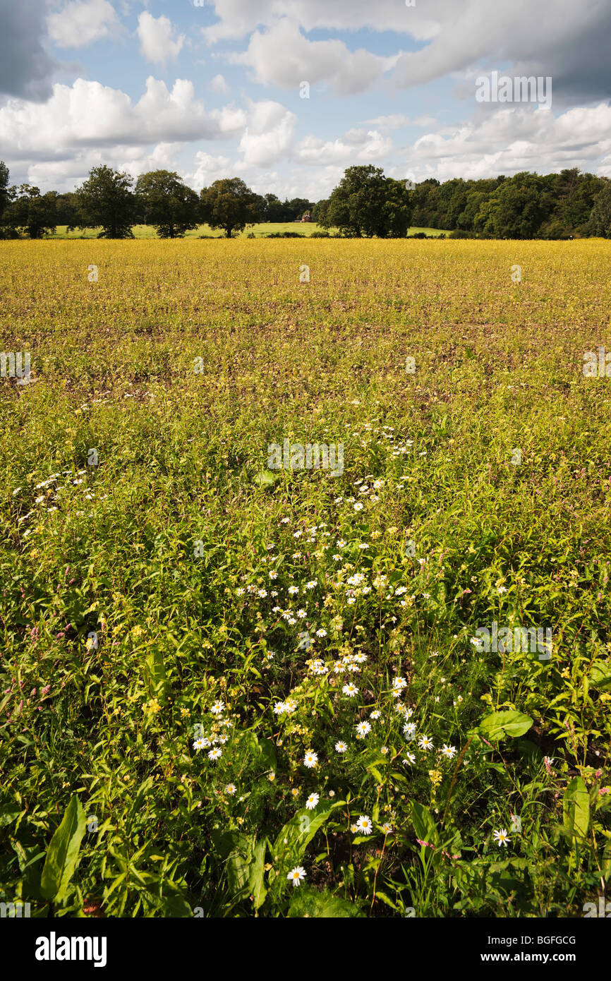 Crops on farmland in the countryside in a rural setting Stock Photo - Alamy
