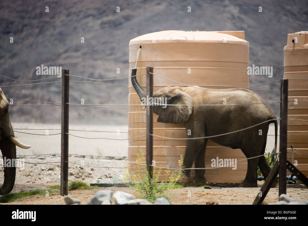 Desert adapted elephants 'stealing' water from the President's bore ...