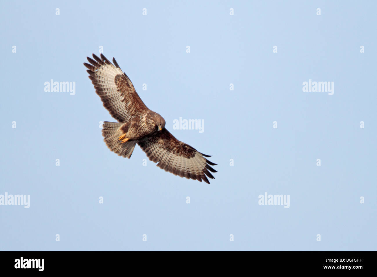 Common Buzzard in flight Stock Photo - Alamy