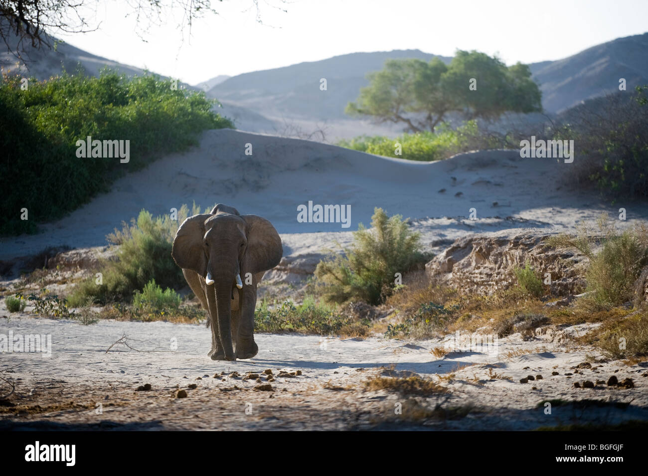 Desert adapted elephants in the Hoanib river valley, Namibia Stock ...