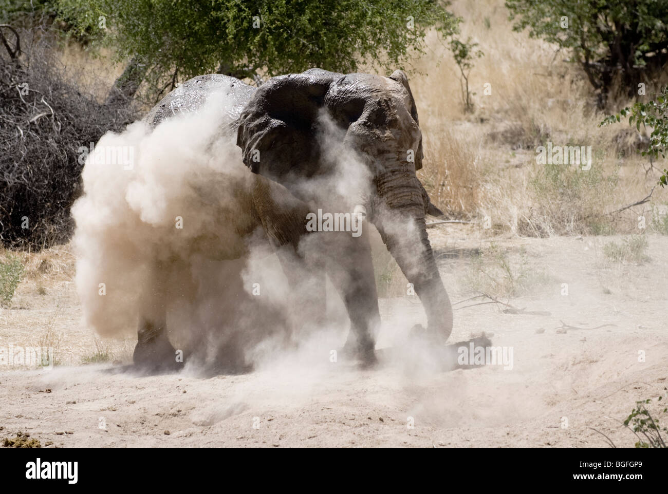 Dusting elephant hi-res stock photography and images - Alamy