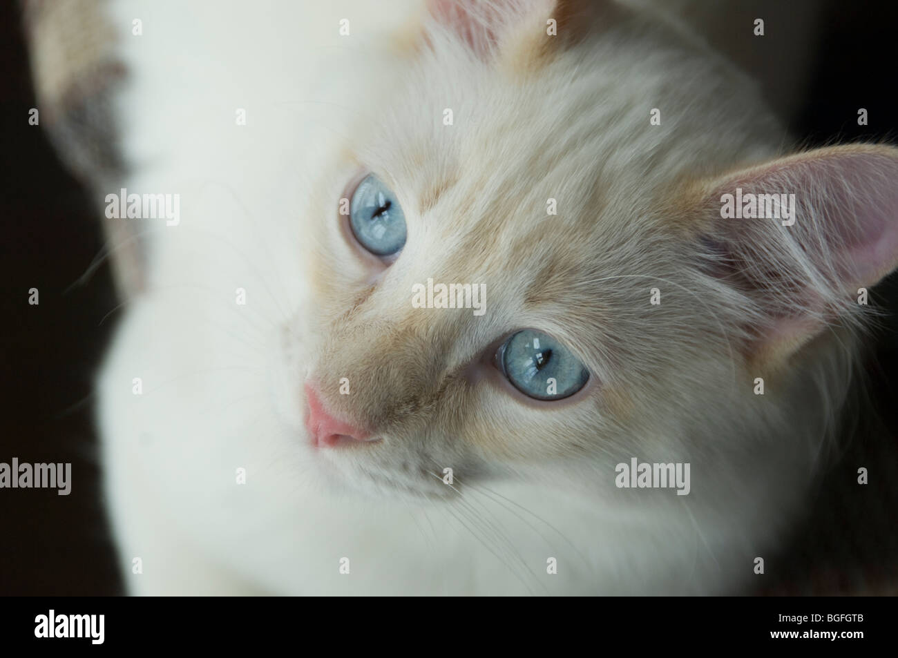 White cat looking up intently at something beyond the camera Stock ...