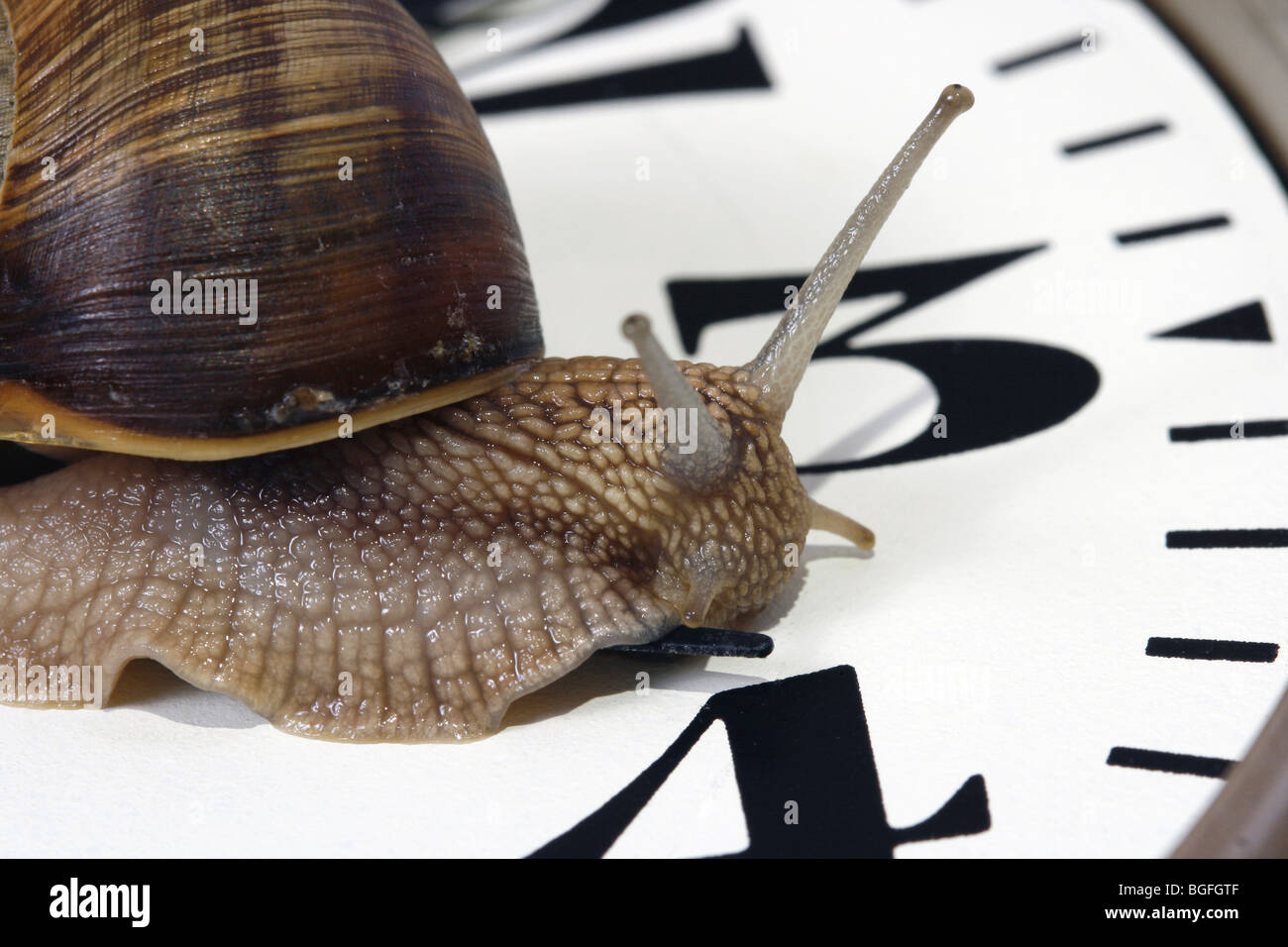 Edible snail crawling along the clock Stock Photo - Alamy