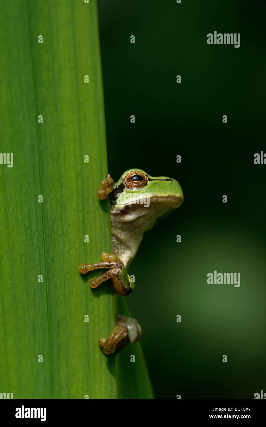Green tree frog sitting on the leaf Stock Photo - Alamy