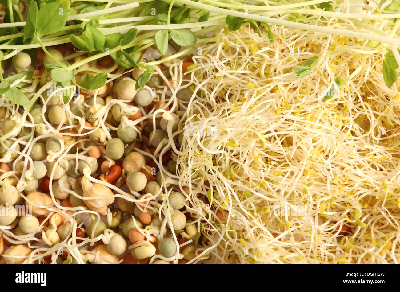 Assorted legumes hi-res stock photography and images - Alamy