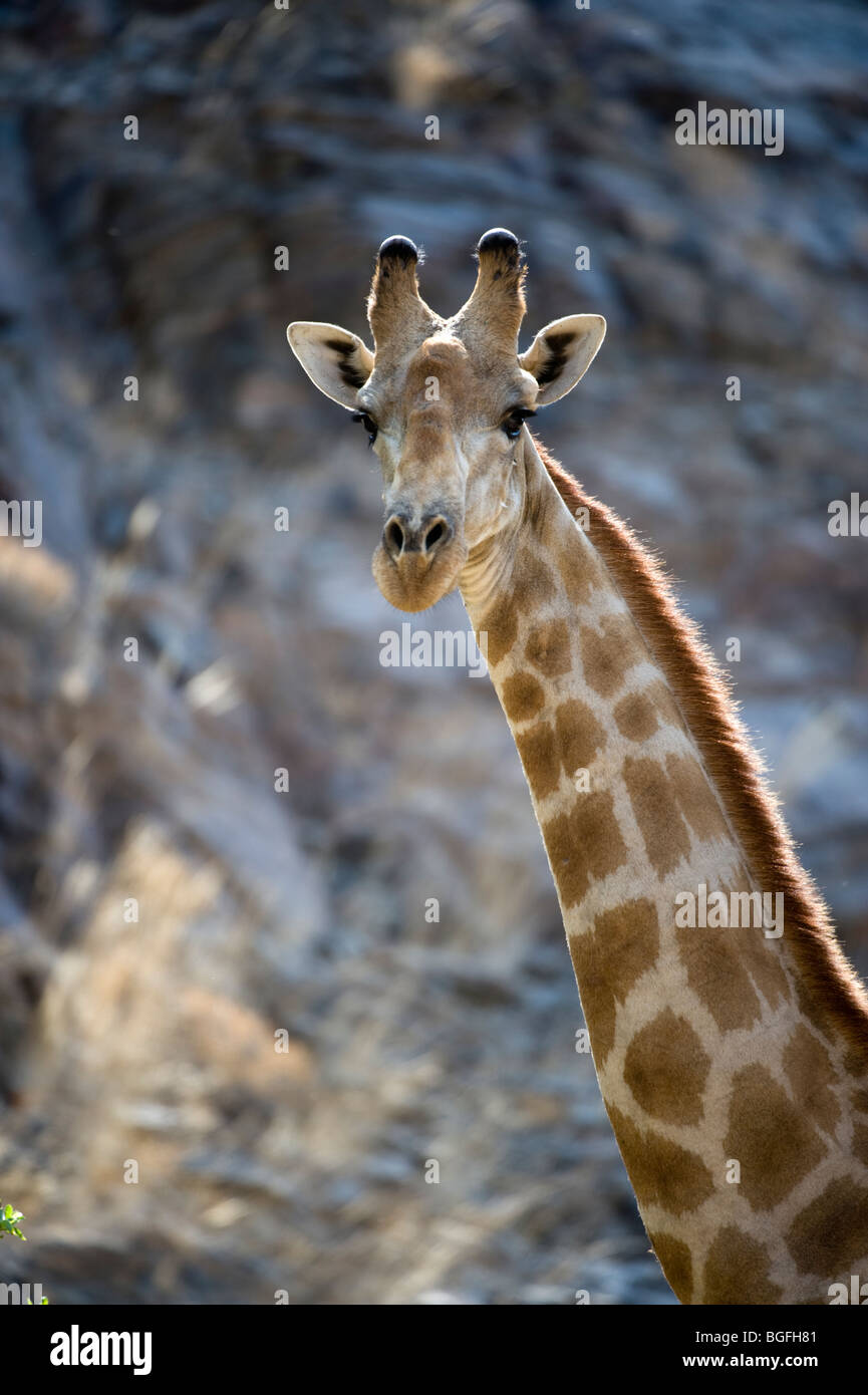 Desert adapted giraffe, Hoanib, Namibia Stock Photo - Alamy
