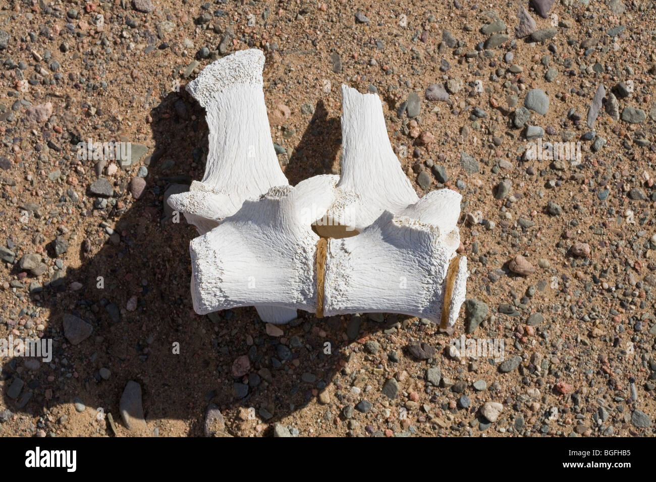 Camel Bones In Desert High Resolution Stock Photography and Images - Alamy