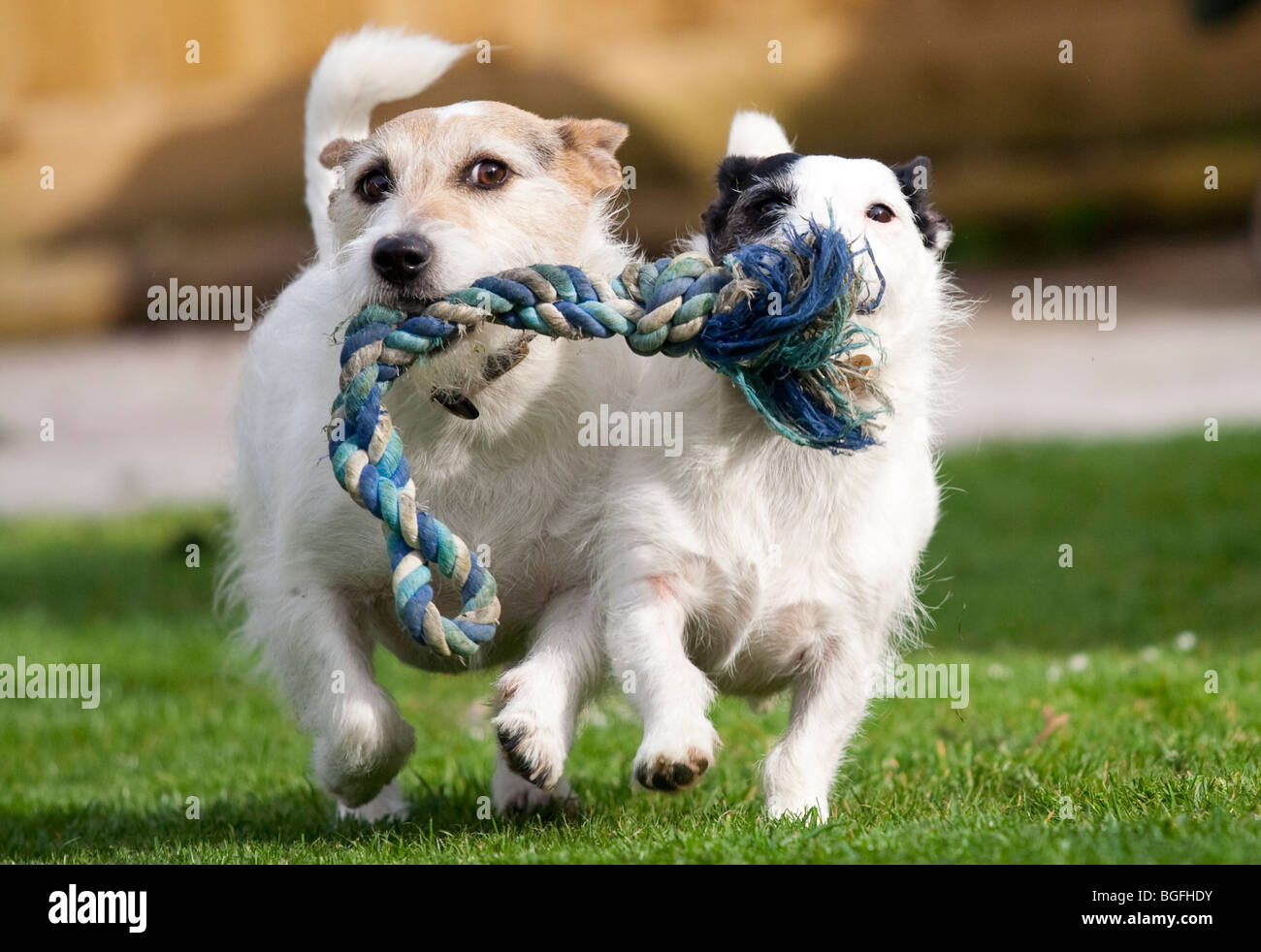 Jack russells playing hi-res stock photography and images - Alamy