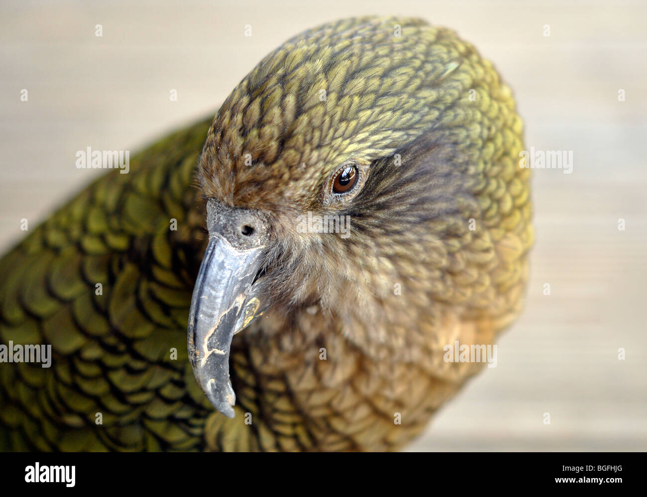 New Zealand Kea Stock Photo - Alamy