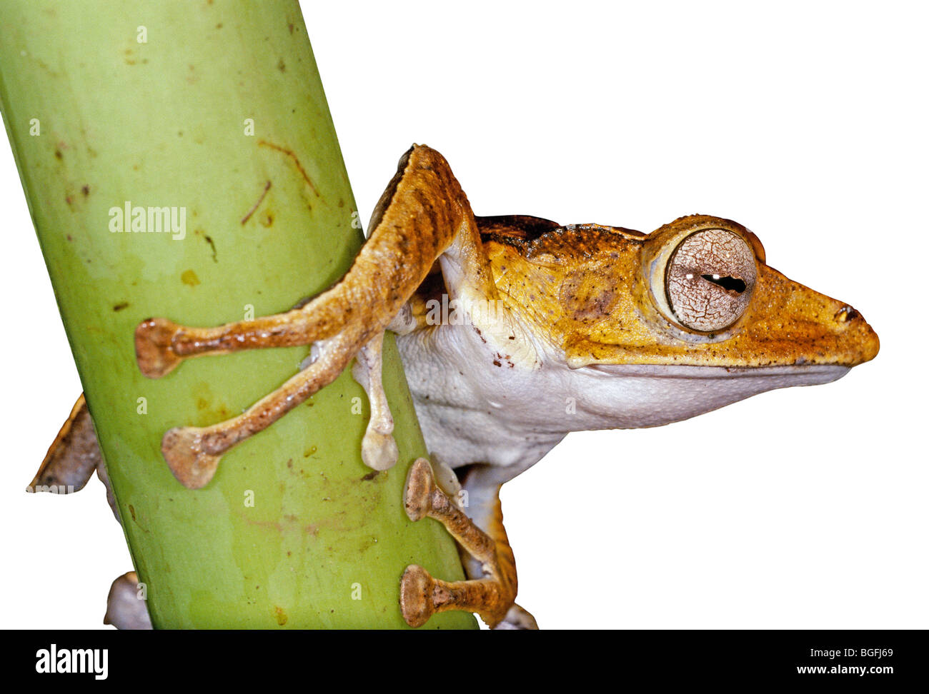 Bamboo Tree Frog High Resolution Stock Photography and Images - Alamy
