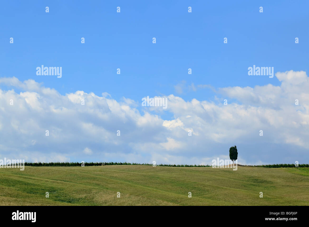 Lone tree in a field Stock Photo - Alamy