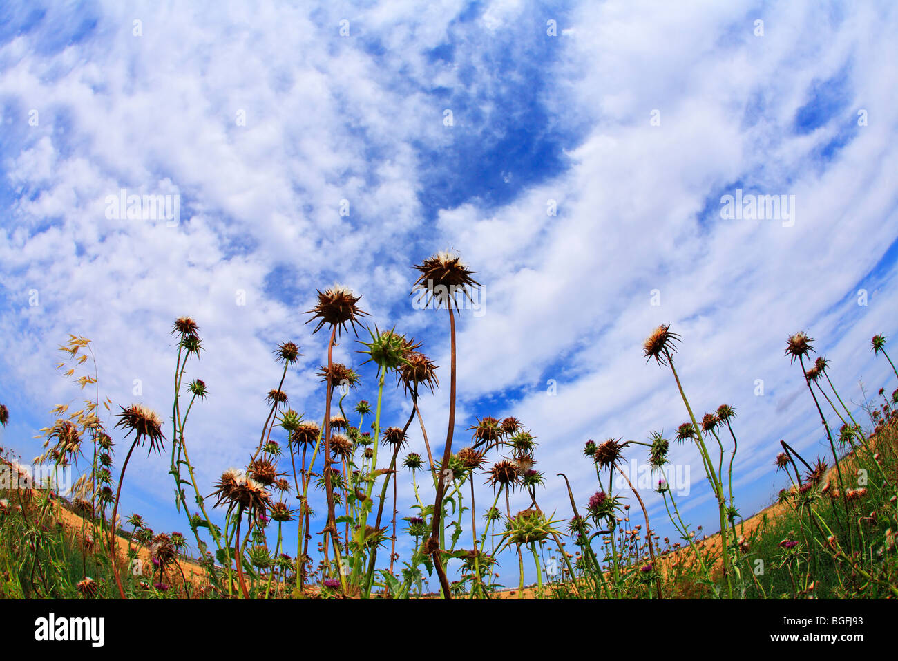 The picturesque field of thistles, photographed by objective Fish eye ...