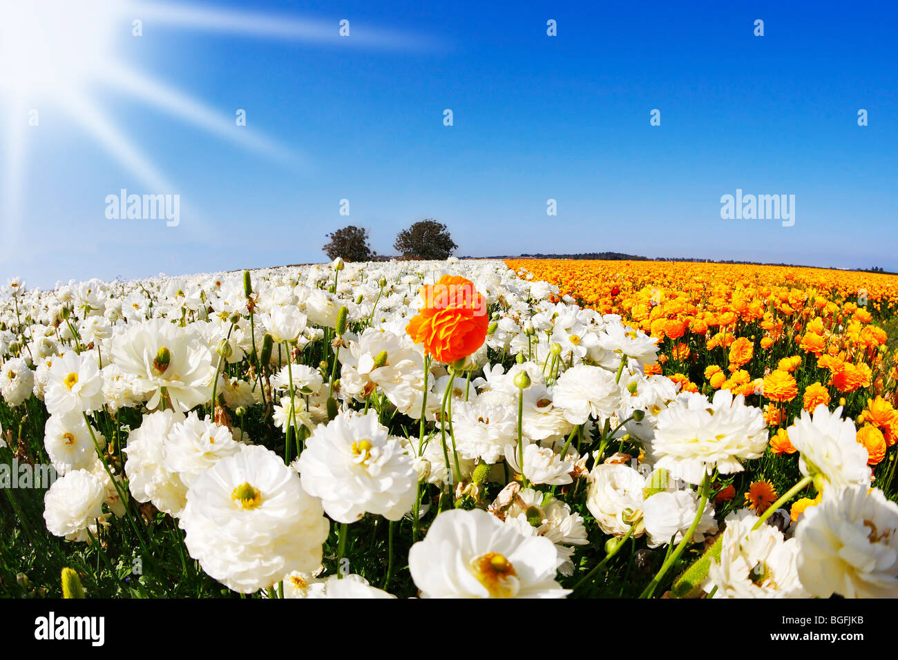 Magnificent field of orange and white flowers buttercups on a sunset ...