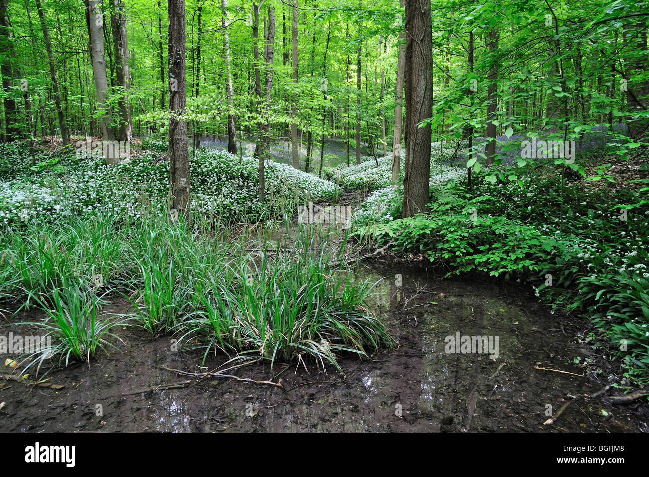 Brook in spring hi-res stock photography and images - Alamy