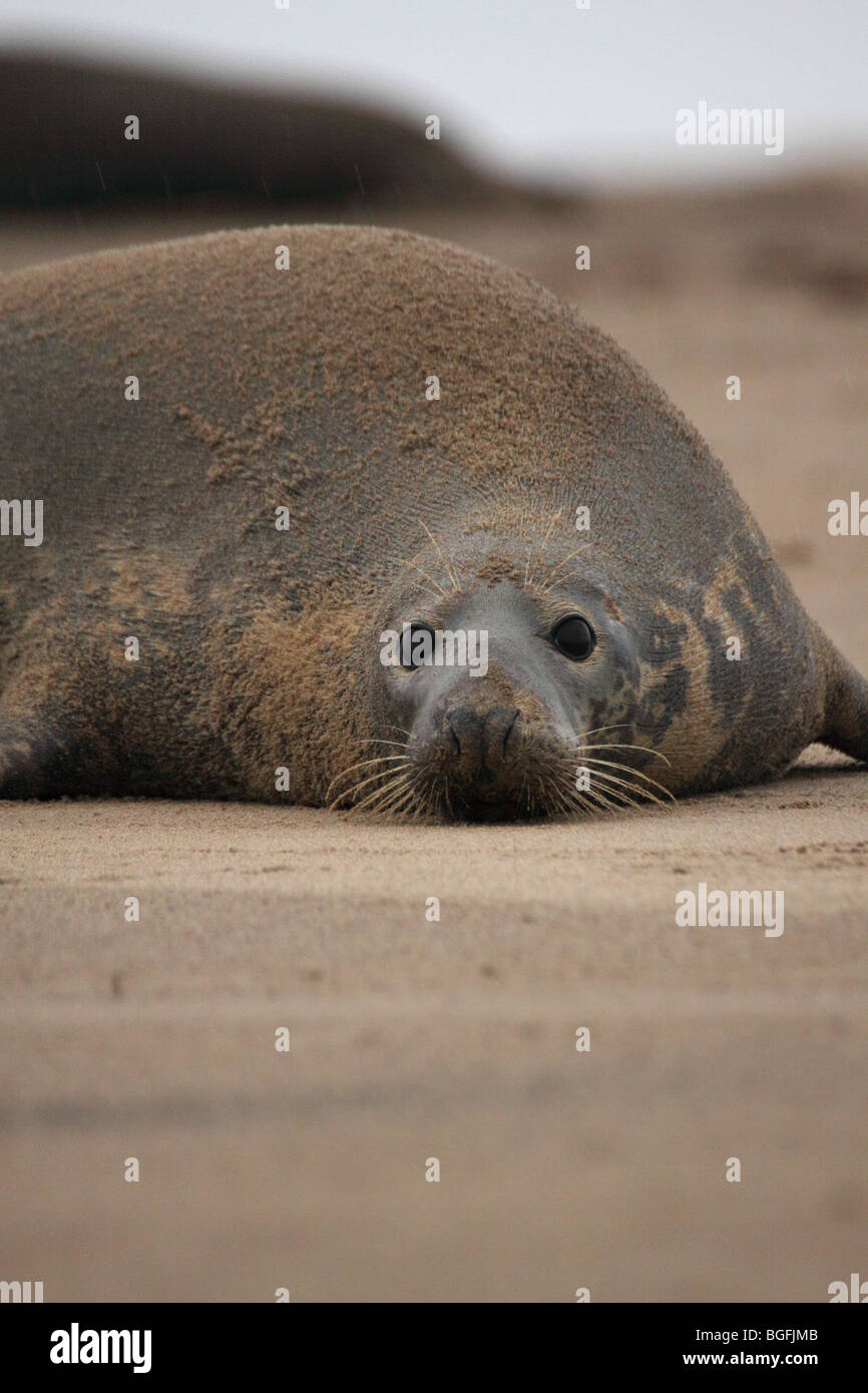 atlantic grey seal halichoerus grypus Stock Photo - Alamy