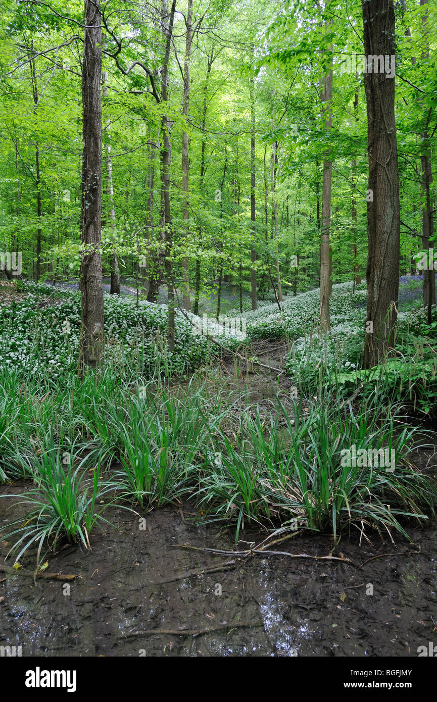 Forest brook in spring with Wild garlic / Ramsons (Allium ursinum) and ...