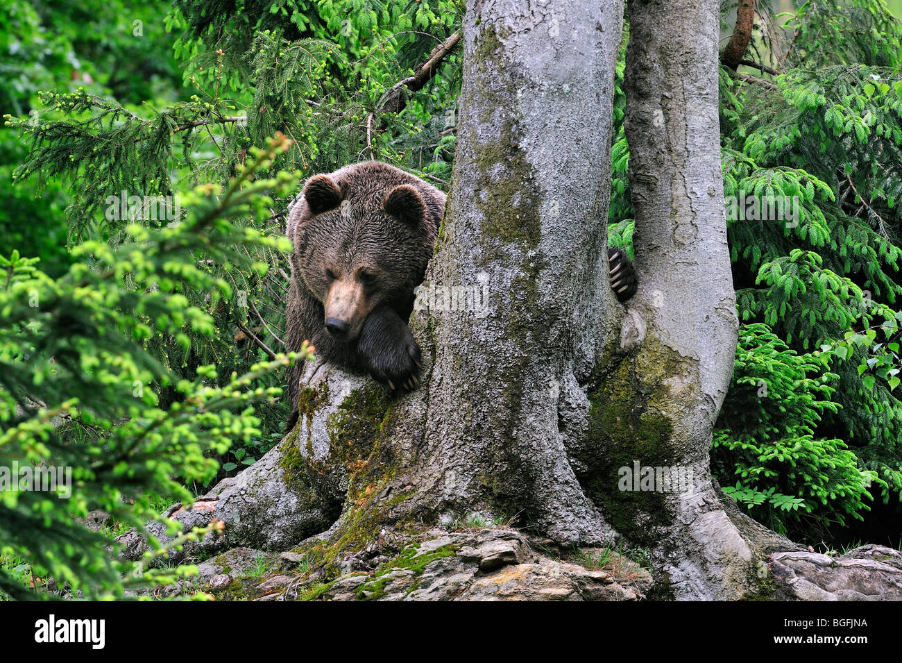 Sleeping animal against tree hi-res stock photography and images - Alamy