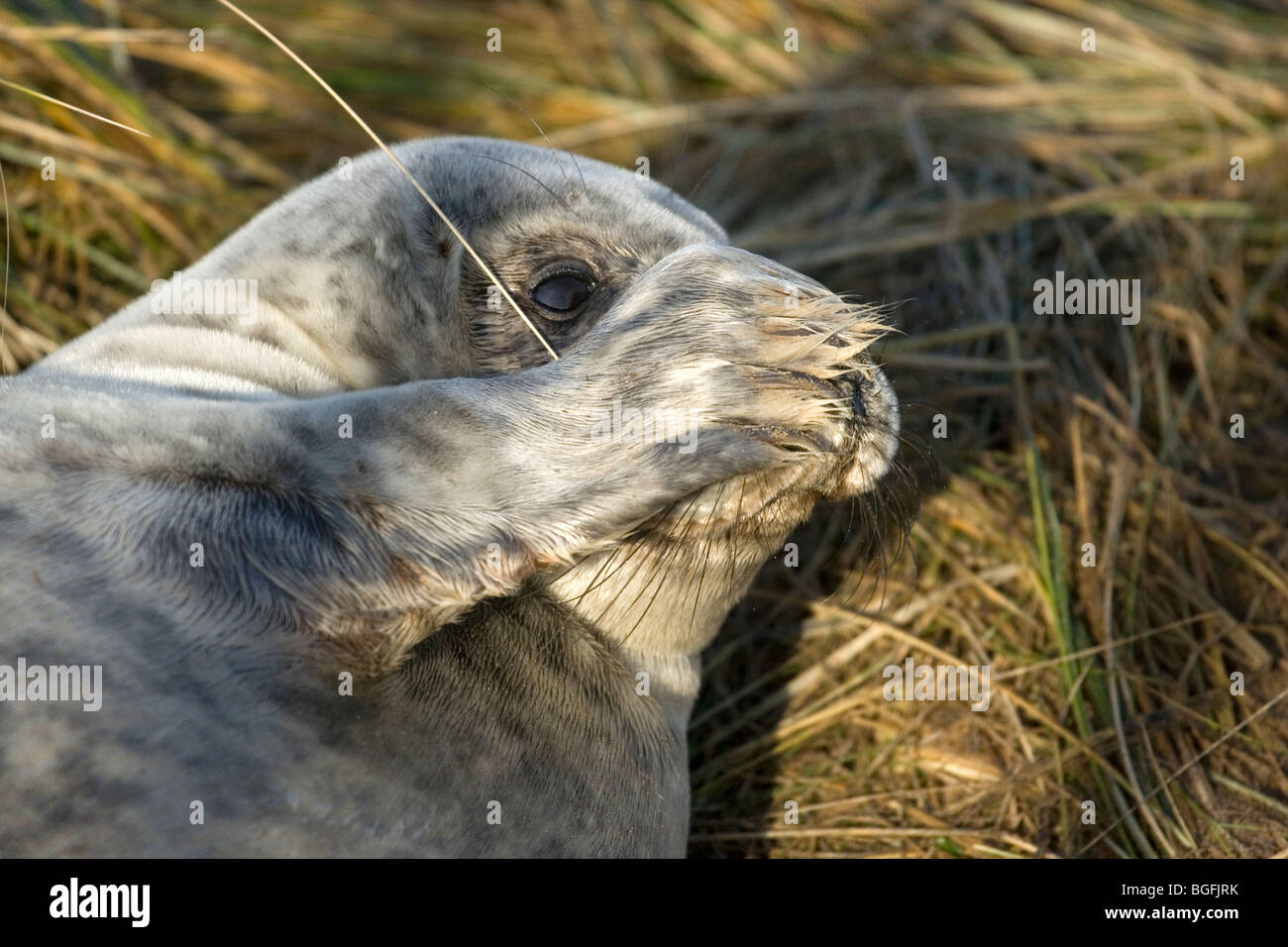 Breeding ground seals hi-res stock photography and images - Alamy