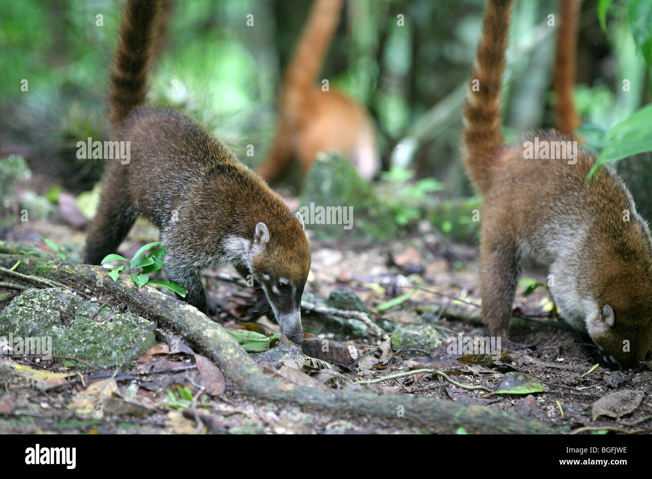 Tikal Animals High Resolution Stock Photography and Images - Alamy