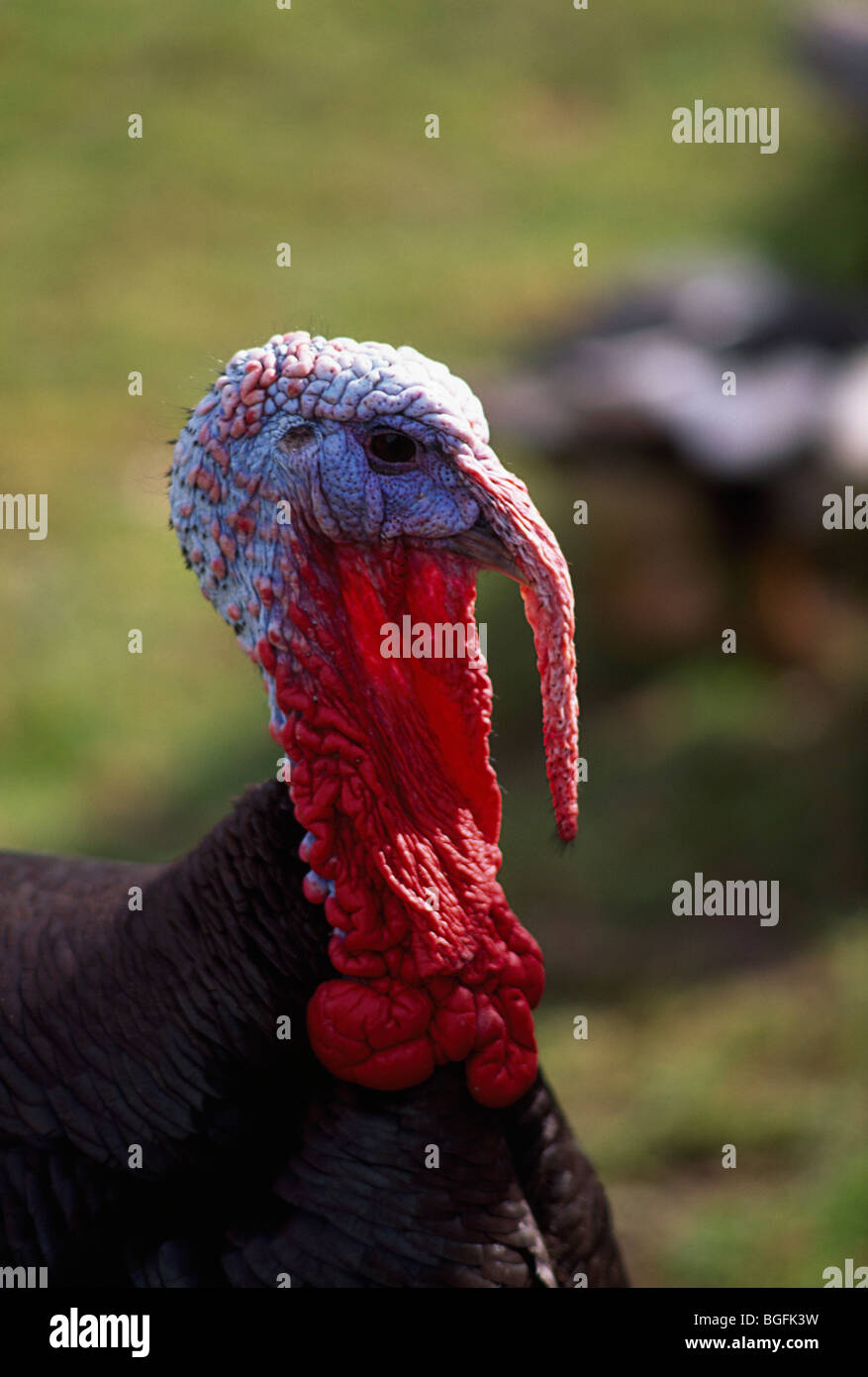 Poultry the barnyard hi-res stock photography and images - Alamy