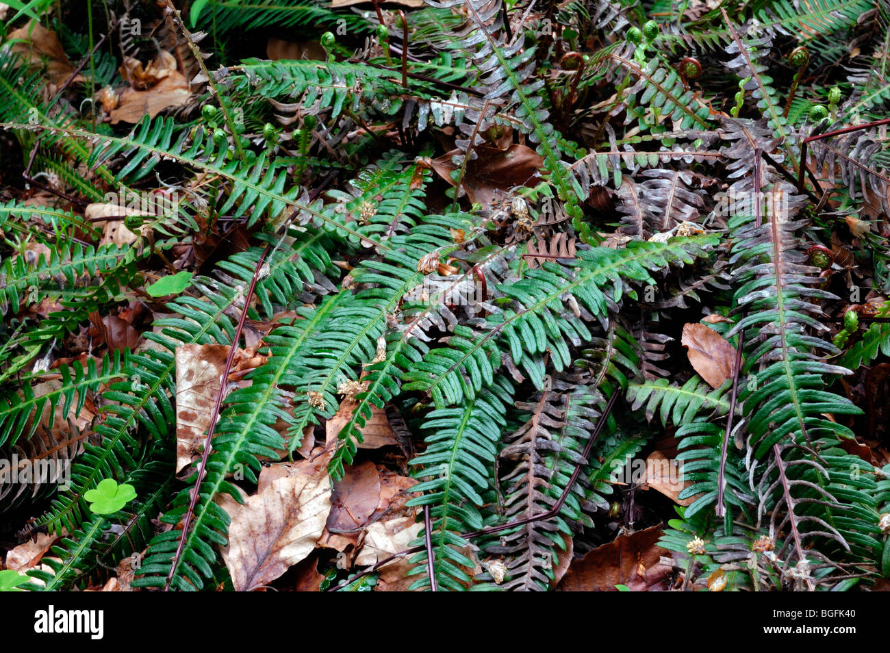 Deer fern / Hard fern (Blechnum spicant) in forest, Germany Stock Photo ...