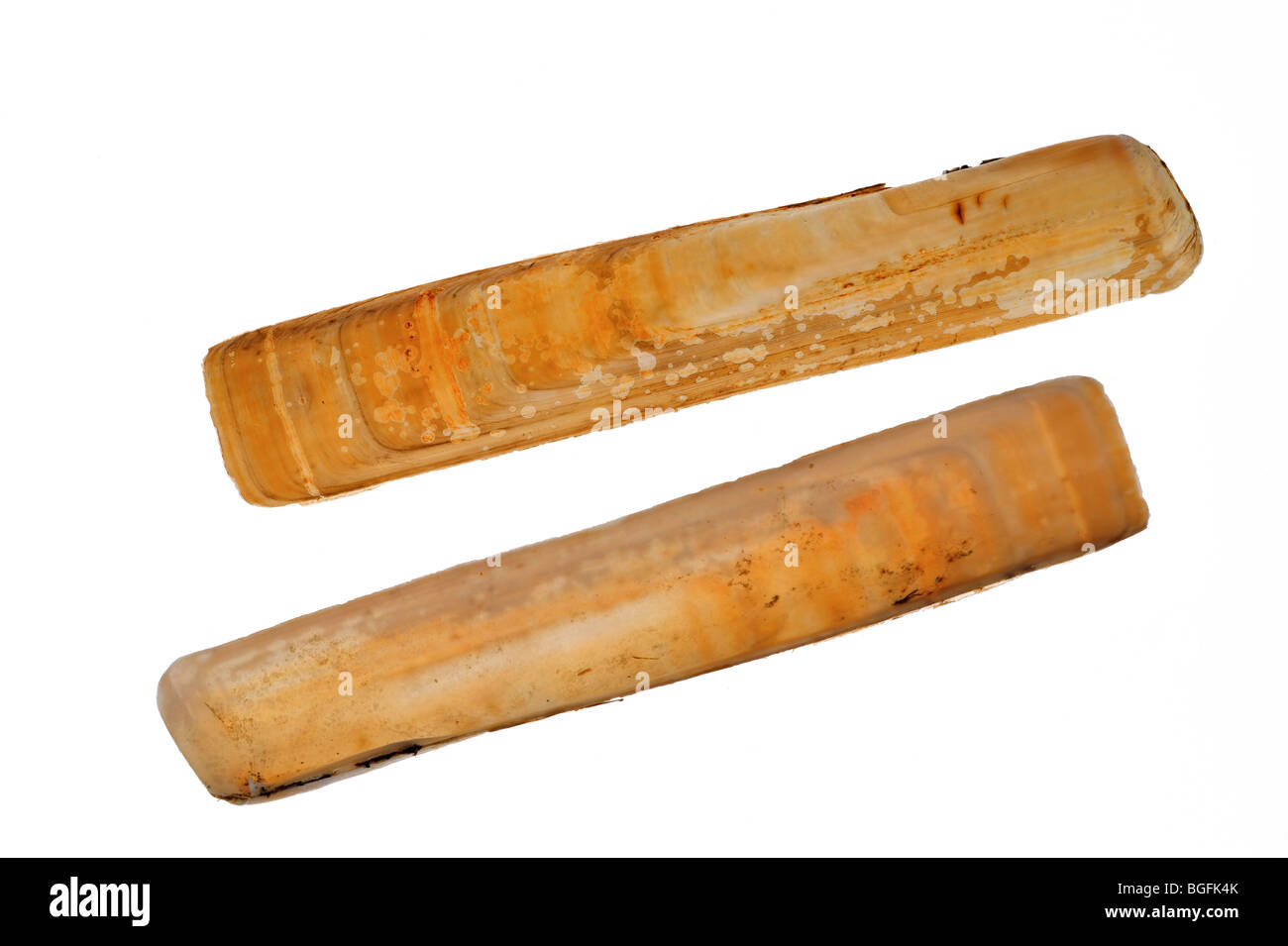 Solen Cut Out Stock Images & Pictures - Alamy