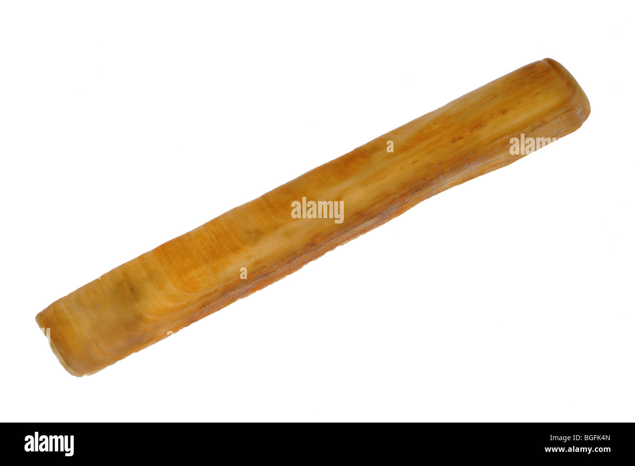 Solen marginatus hi-res stock photography and images - Alamy