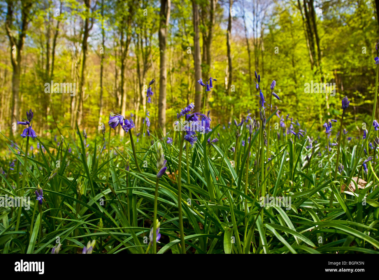 Bluebells at Raincliffe Woods near Scarborough, North Yorkshire Stock ...