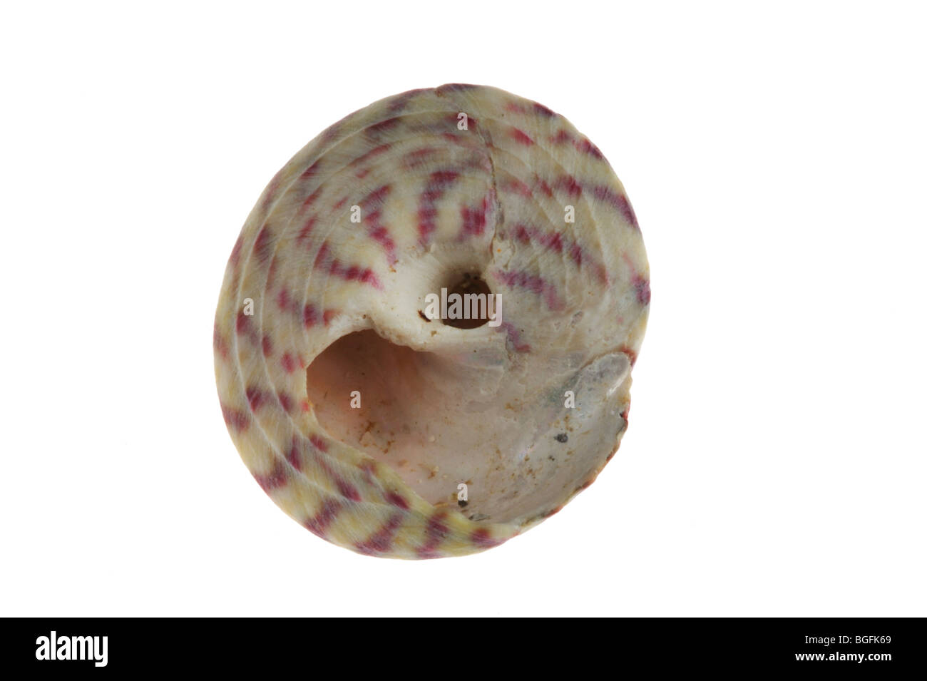 Flat top shell gibbula umbilicalis hi-res stock photography and images ...