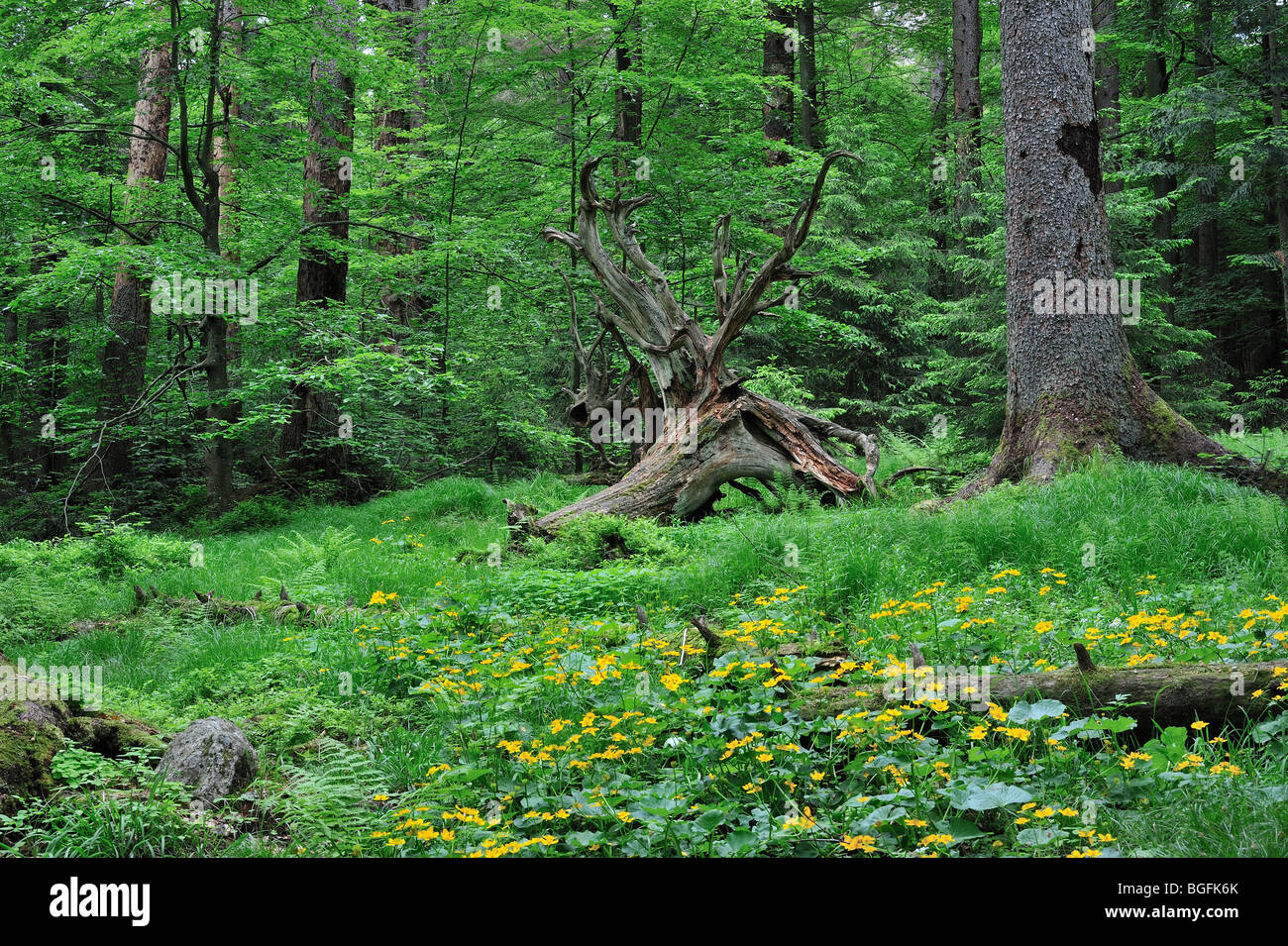 Fallen tree exposing its roots and King cup flowers / Marsh marigold ...