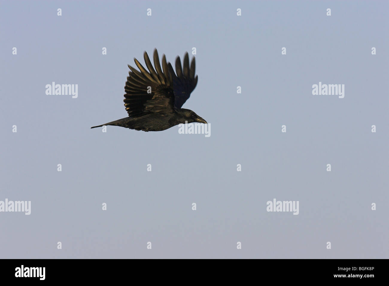 Carrion Crow Corvus corone corone in flight against pale sky at Steart ...