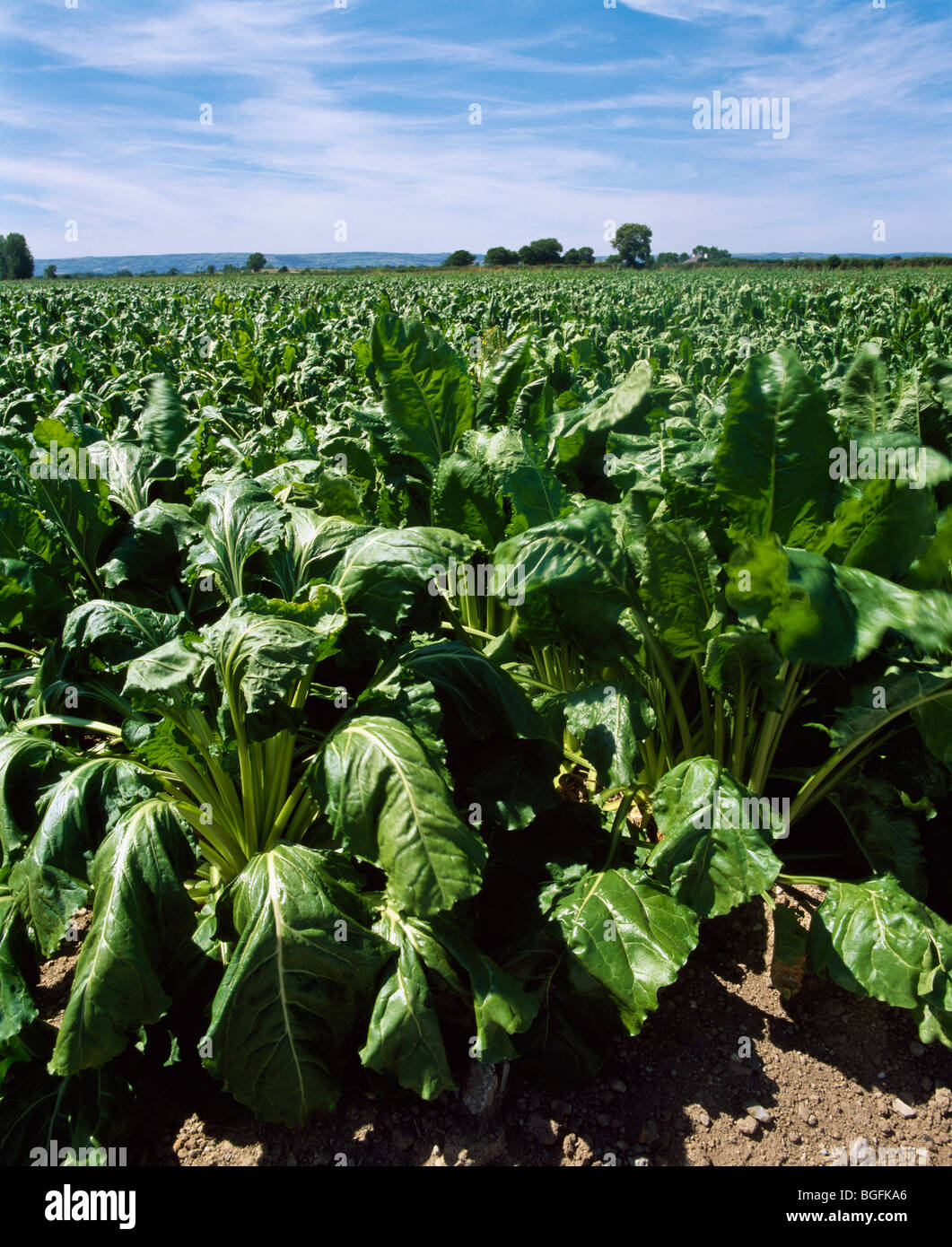 Sugar farming hi-res stock photography and images - Alamy