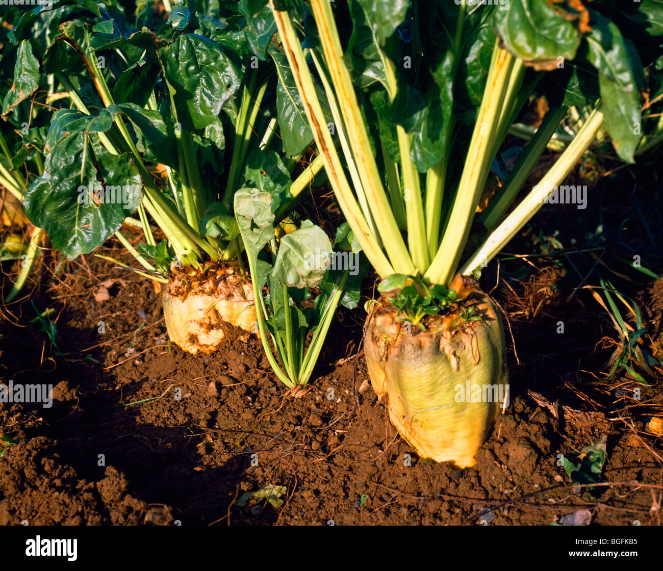 Fodder beet hi-res stock photography and images - Alamy