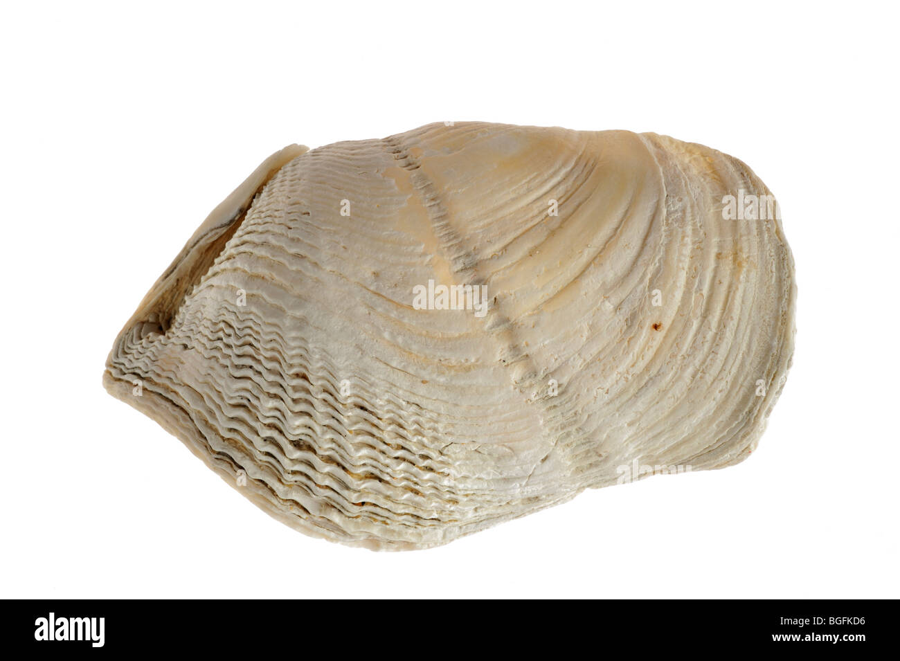 Oval piddock hi-res stock photography and images - Alamy