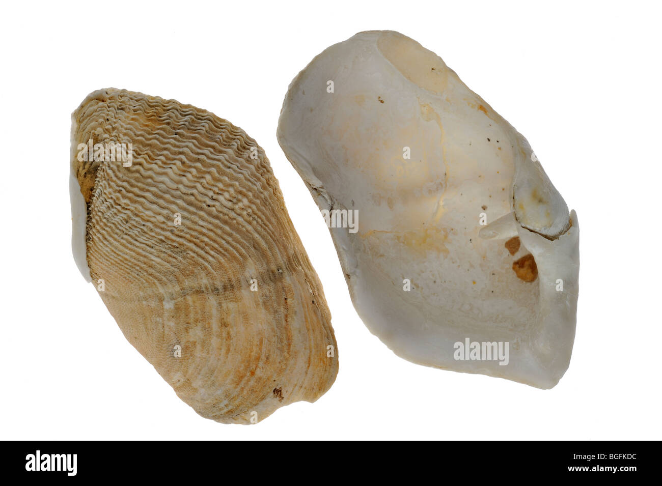Piddock shell hi-res stock photography and images - Alamy
