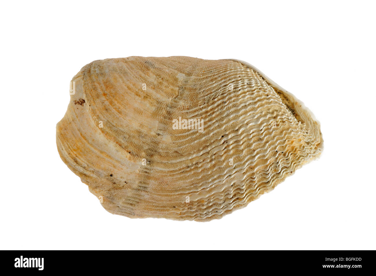 Piddock shell hi-res stock photography and images - Alamy