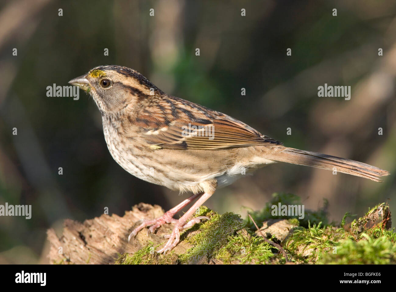 White Throated Sparrow