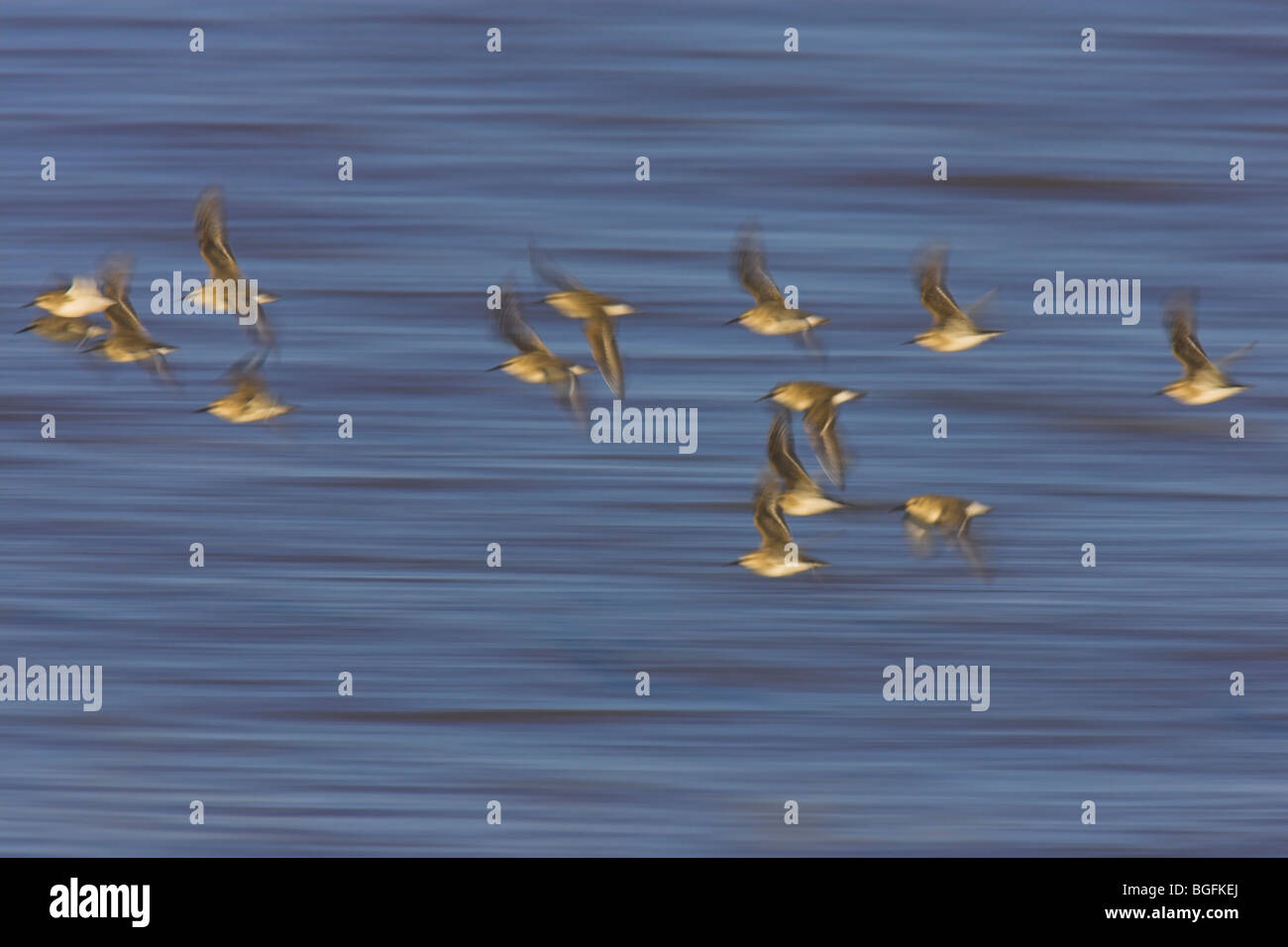 Dunlin Calidris alpina flock flying along shoreline (blurred movement ...