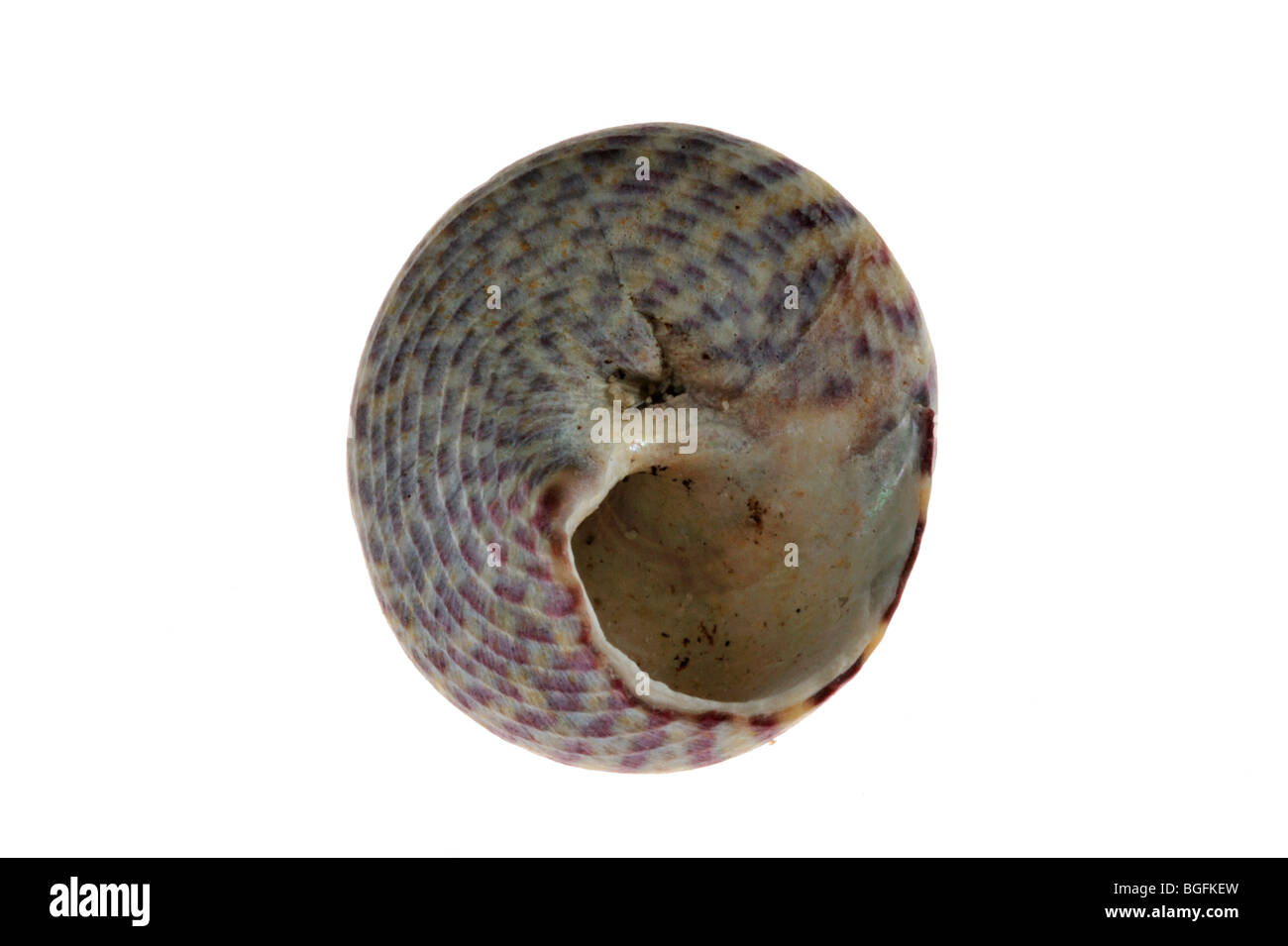 Grey top shell (Gibbula cineraria) on white background Stock Photo - Alamy