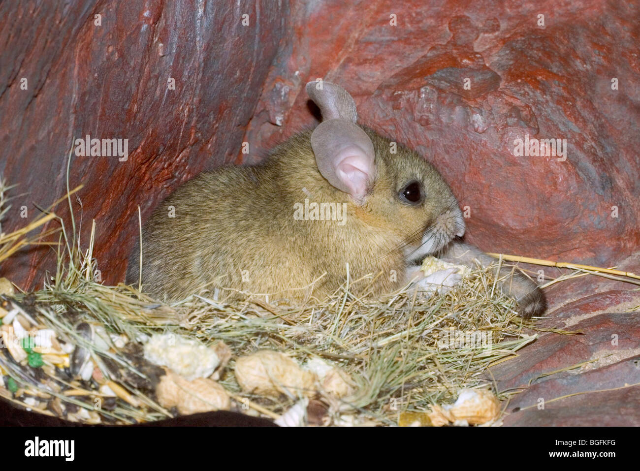 White-throated Woodrat Adult in its den Stock Photo - Alamy
