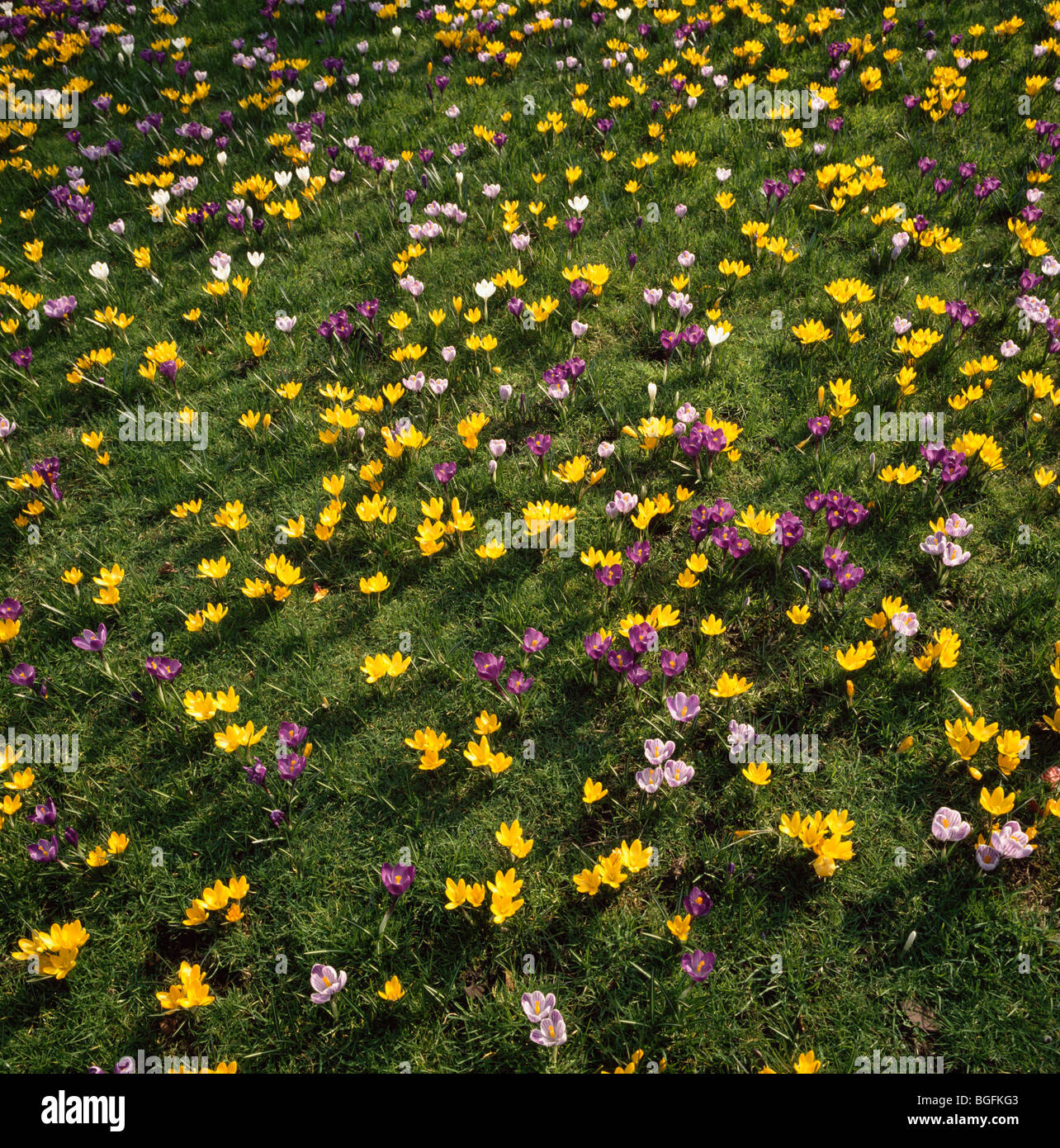 Frame wild field flowers hi-res stock photography and images - Alamy