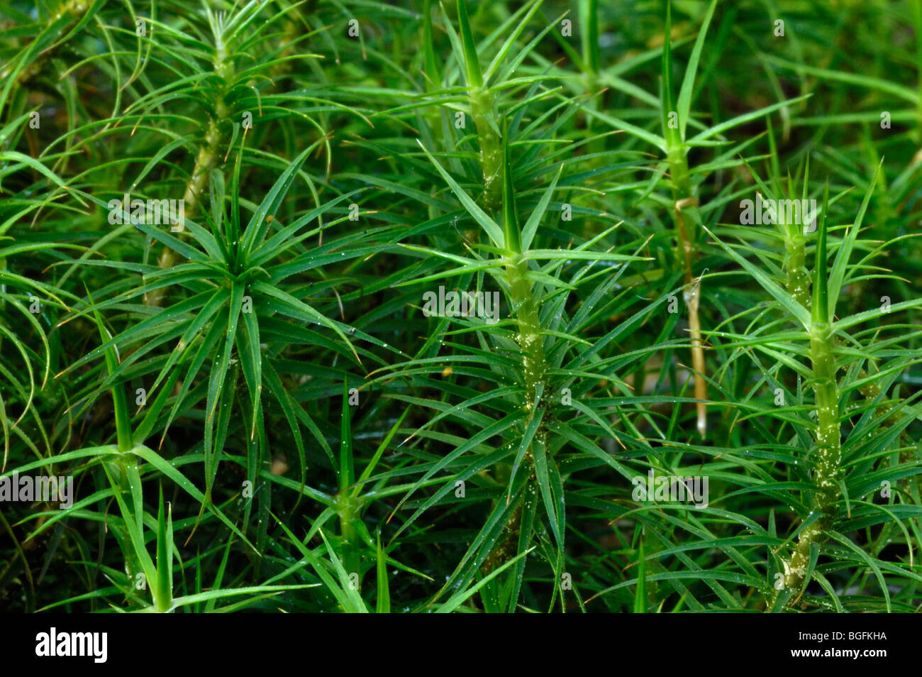 Common haircap moss / Common hair moss / or Great goldilocks ...