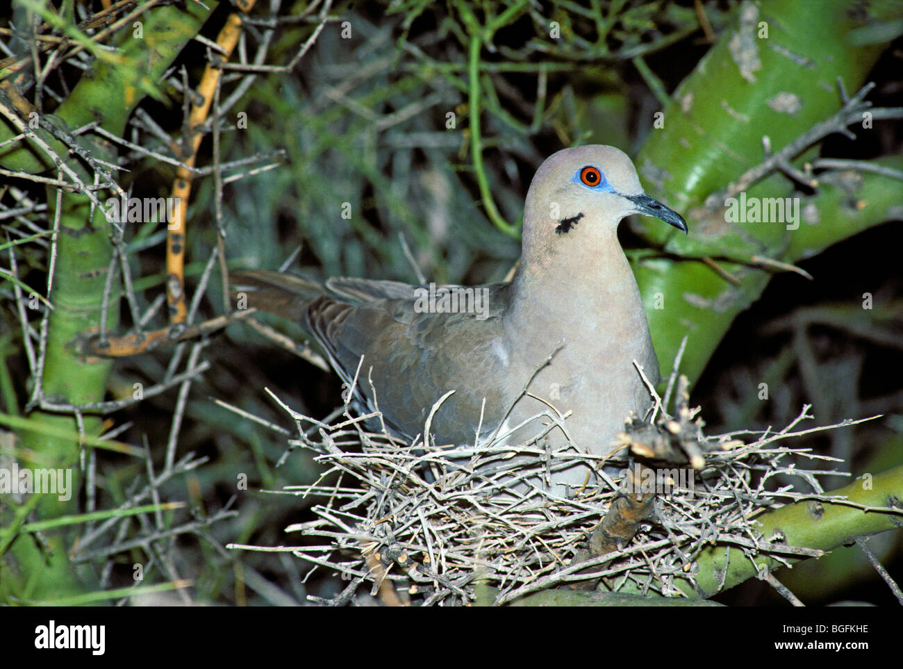 White-winged Dove Adult on nest Stock Photo - Alamy