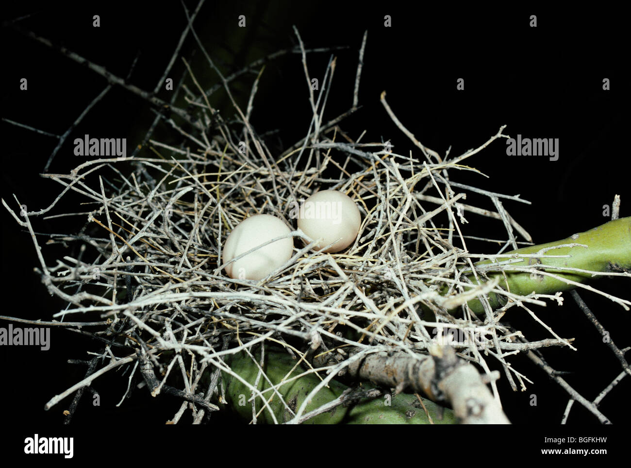 White-winged Dove Nest & eggs Stock Photo - Alamy