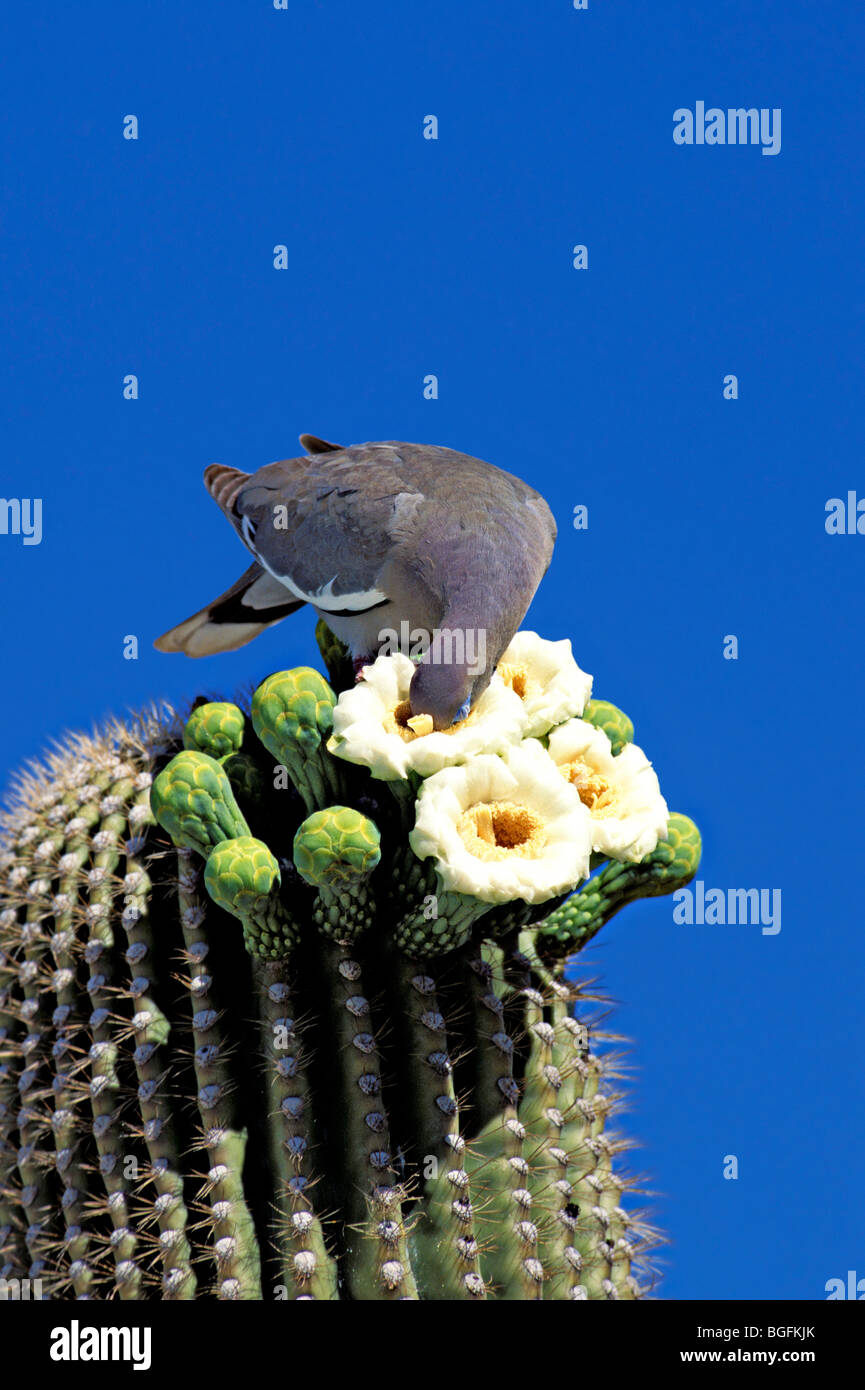 White wing dove cactus hi-res stock photography and images - Alamy