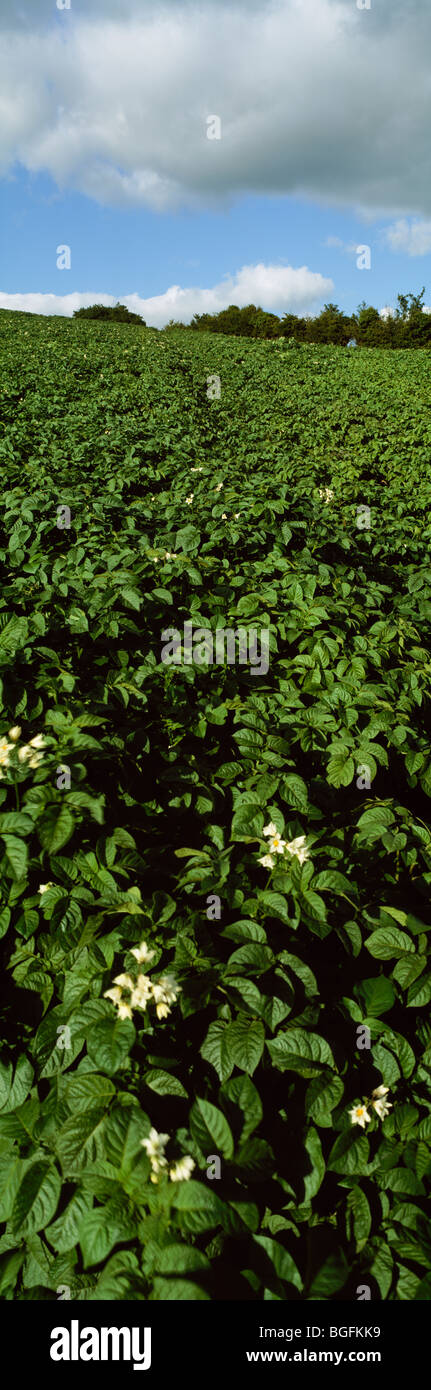 Crops of potatoes hi-res stock photography and images - Alamy