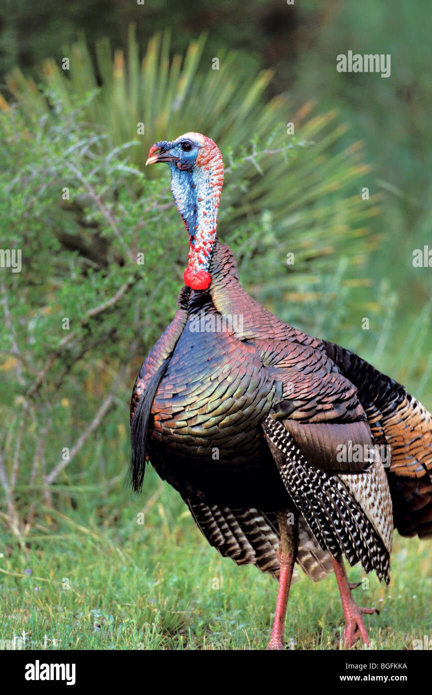 Wild Turkey Adult Male Stock Photo - Alamy