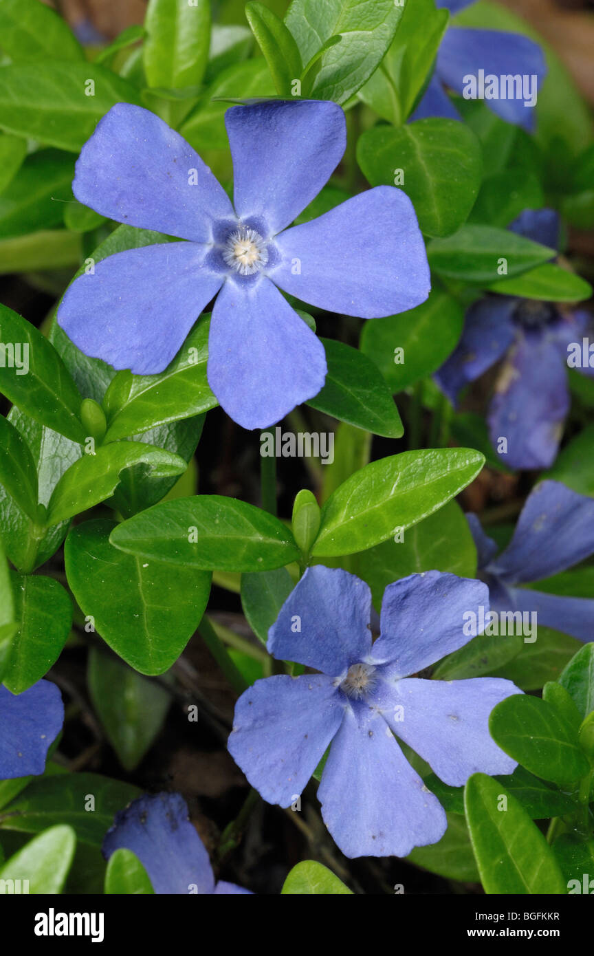 Lesser periwinkle / Dwarf periwinkle (Vinca minor) in flower in spring ...