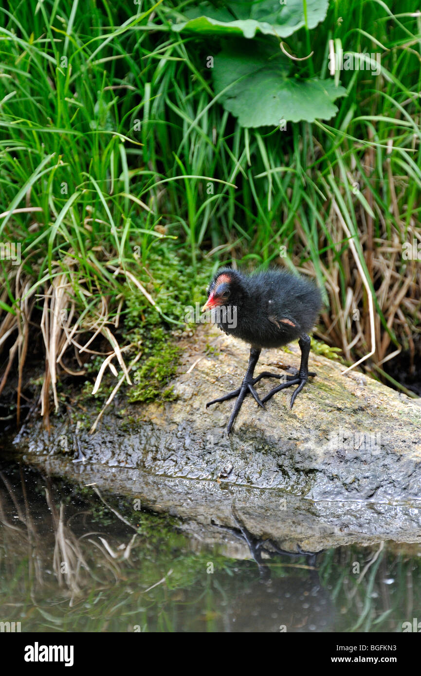 Common moorhen / common gallinule (Gallinula chloropus) chick waiting ...