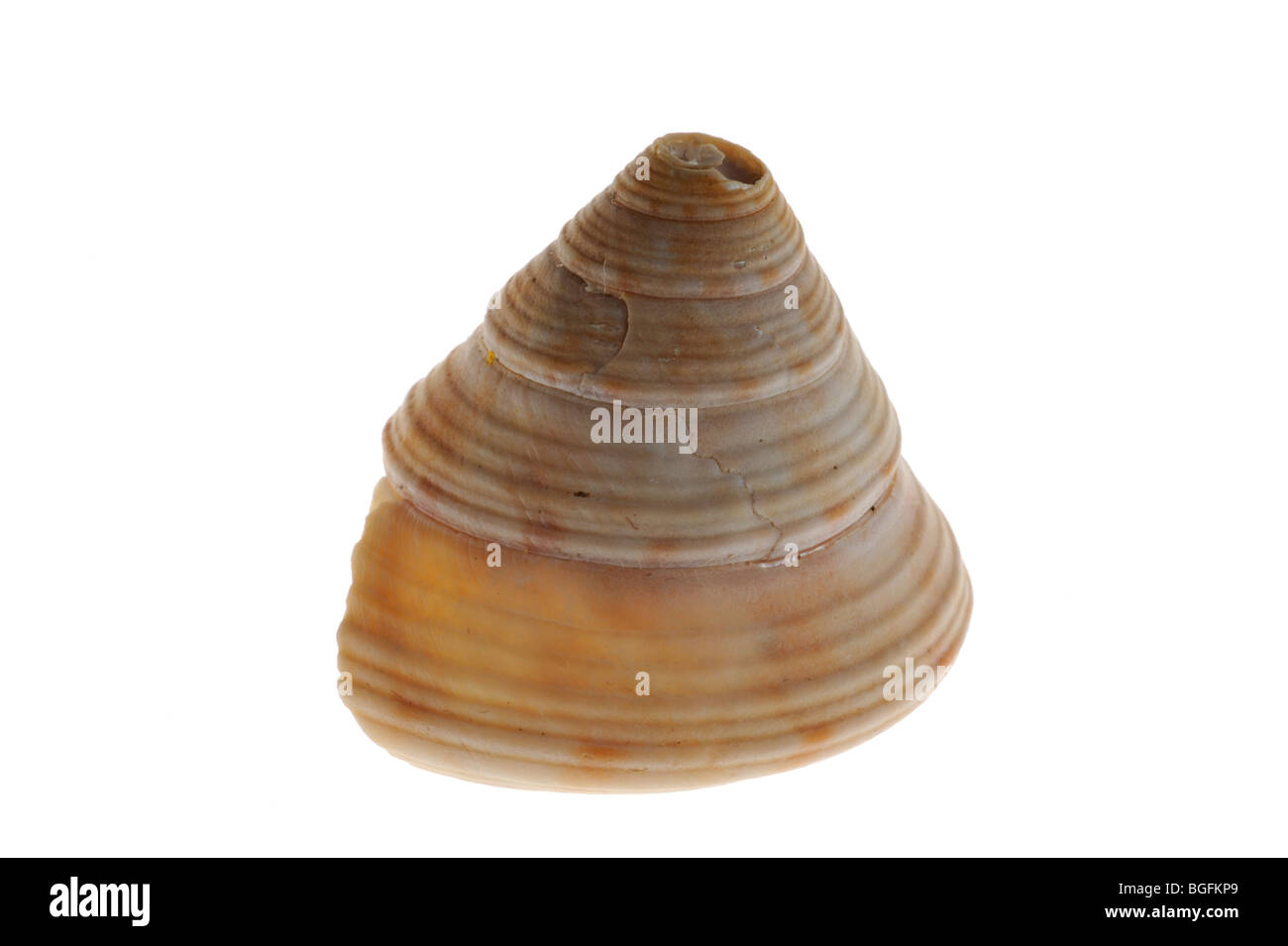 Painted top shell (Calliostoma zizyphinum) on white background Stock ...